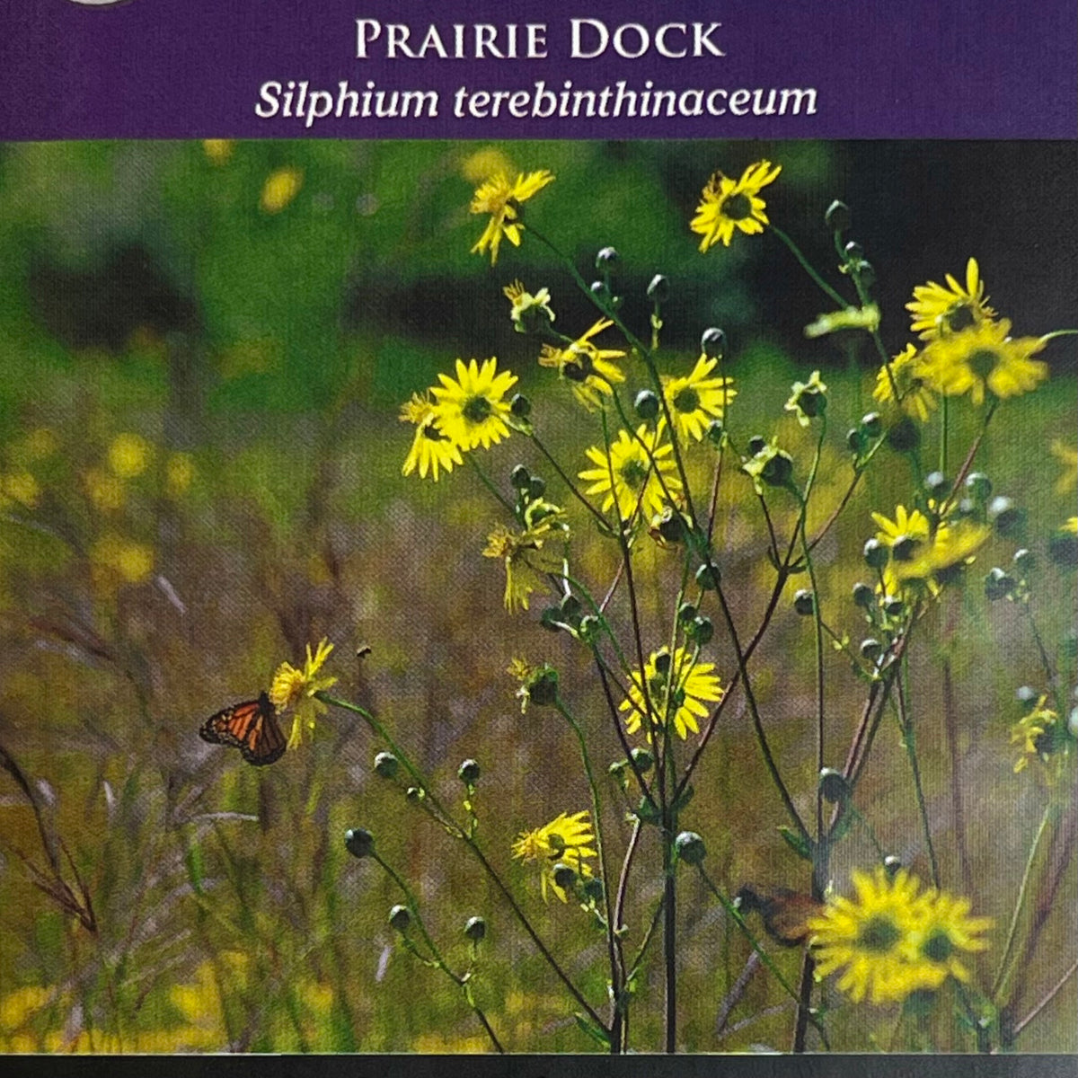 Seed Pack - Prairie Dock (Silphium terebinthinaceum) — Native Plants ...
