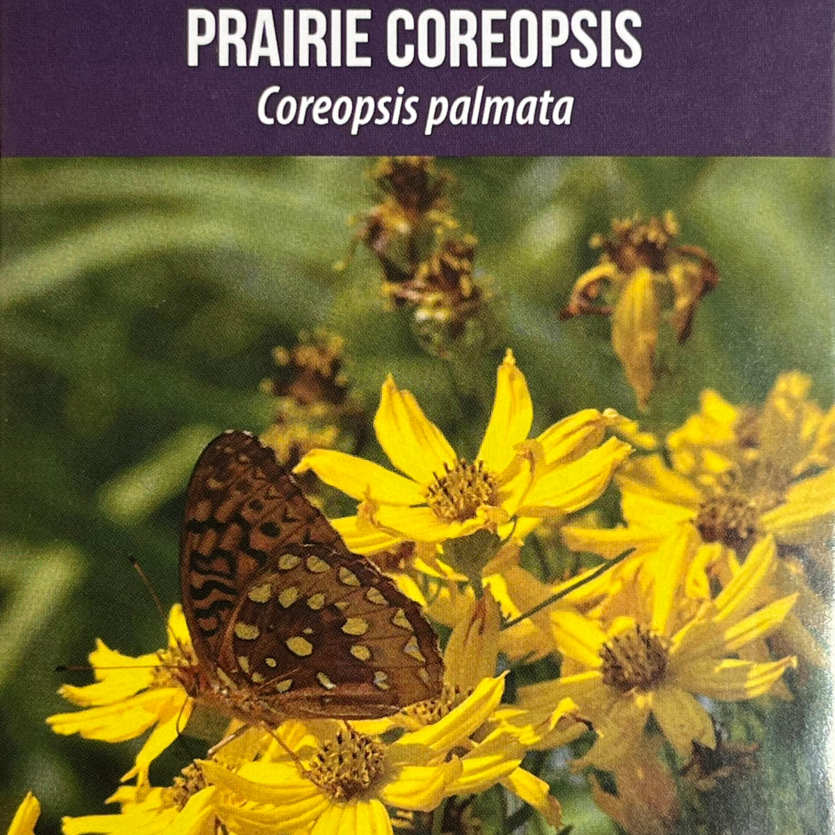 Seed Pack - Prairie [Plains] Coreopsis (Coreopsis palmata) — Native ...