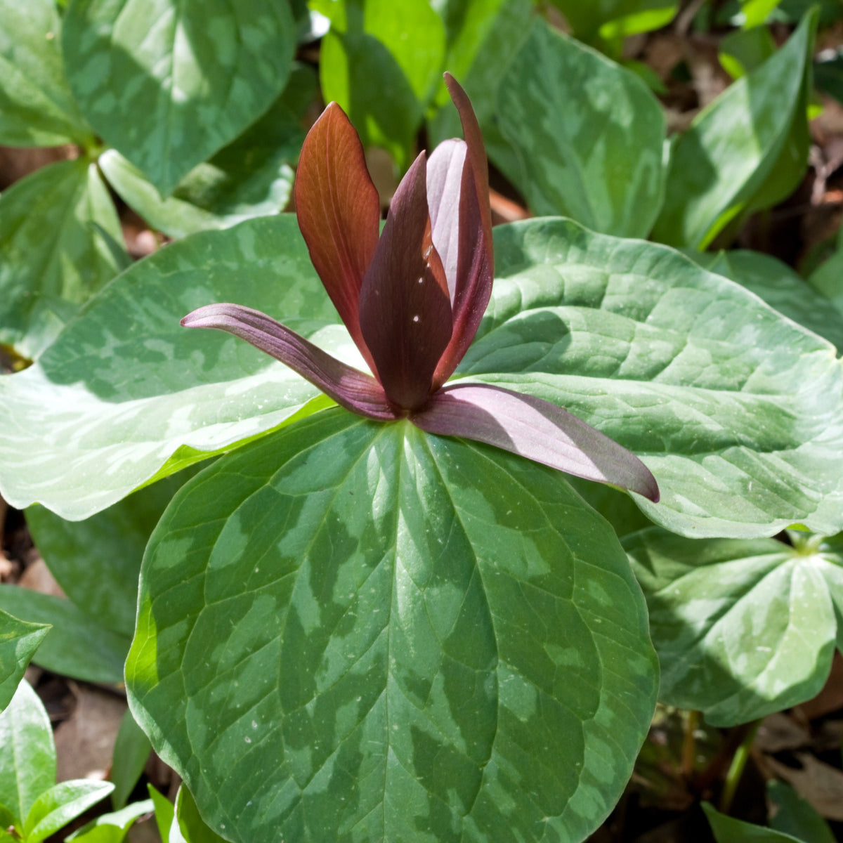 Large Toadshade Trillium (Trillium cuneatum) BARE ROOT — Native Plants ...