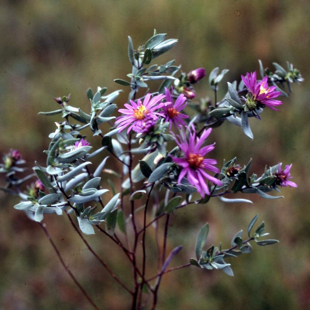 Silky Aster (Symphyotrichum sericeum) — Native Plants Unlimited LLC