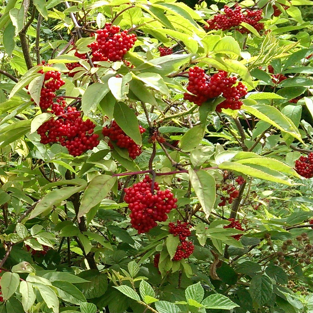 Red Elderberry (Sambucus racemosa) — Native Plants Unlimited LLC