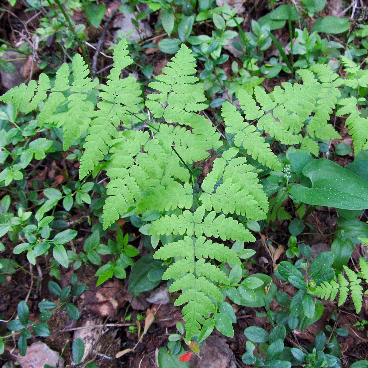 Oak Fern (Gymnocarpium dryopteris)BARE ROOT — Native Plants Unlimited LLC