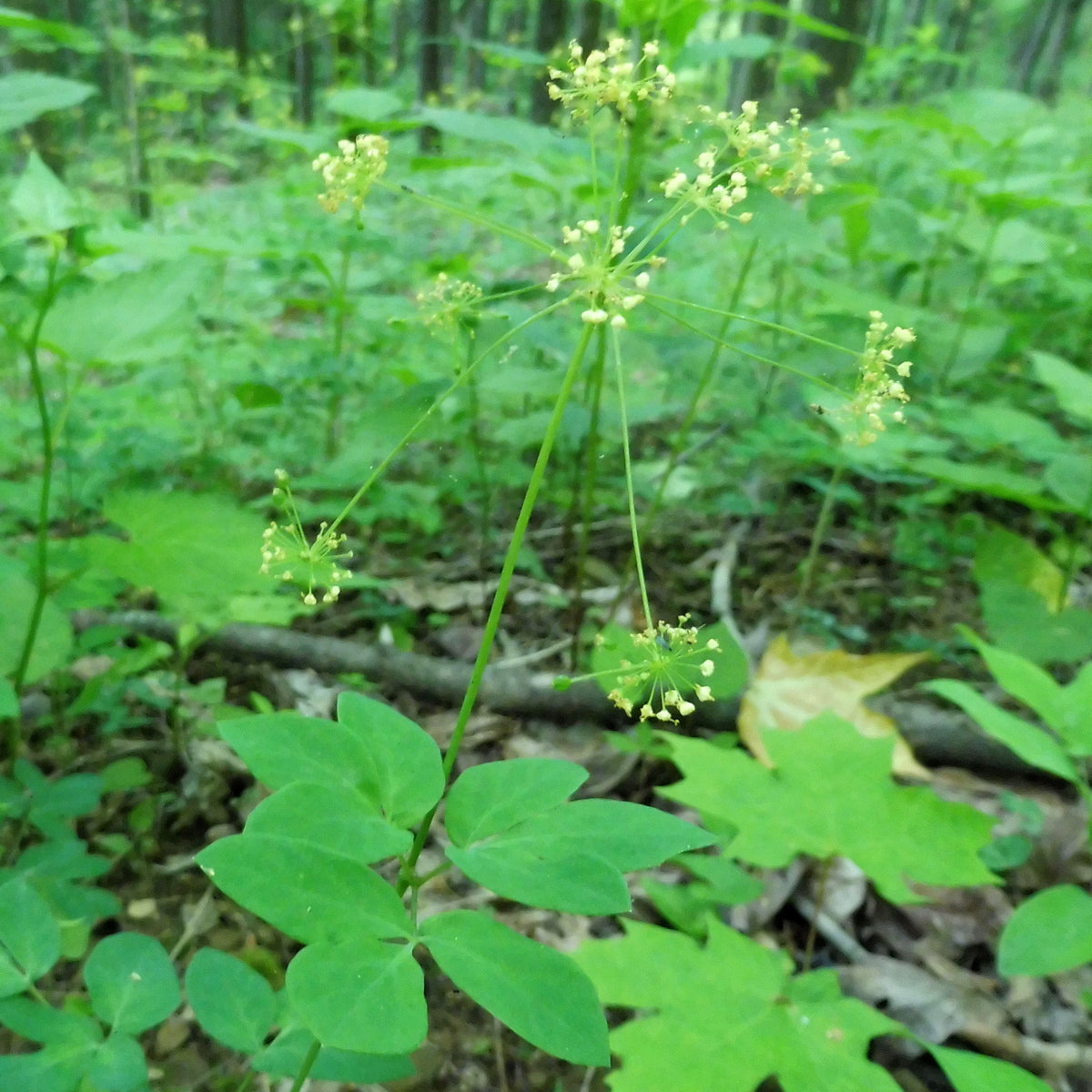 Yellow Pimpernel (Taenidia integerrima) — Native Plants Unlimited LLC