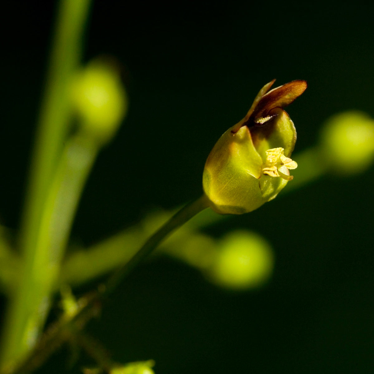 Late Figwort (Scrophularia marilandica) — Native Plants Unlimited LLC