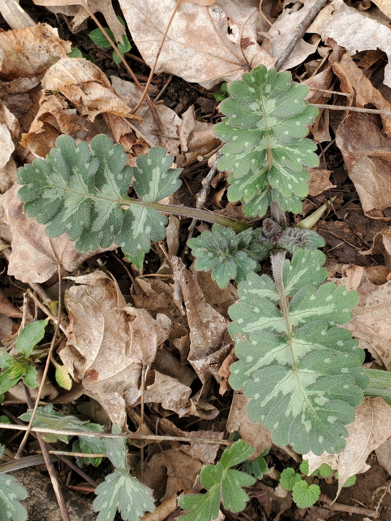 Largeleaf Waterleaf (Hydrophyllum macrophyllum) BARE ROOT — Native ...
