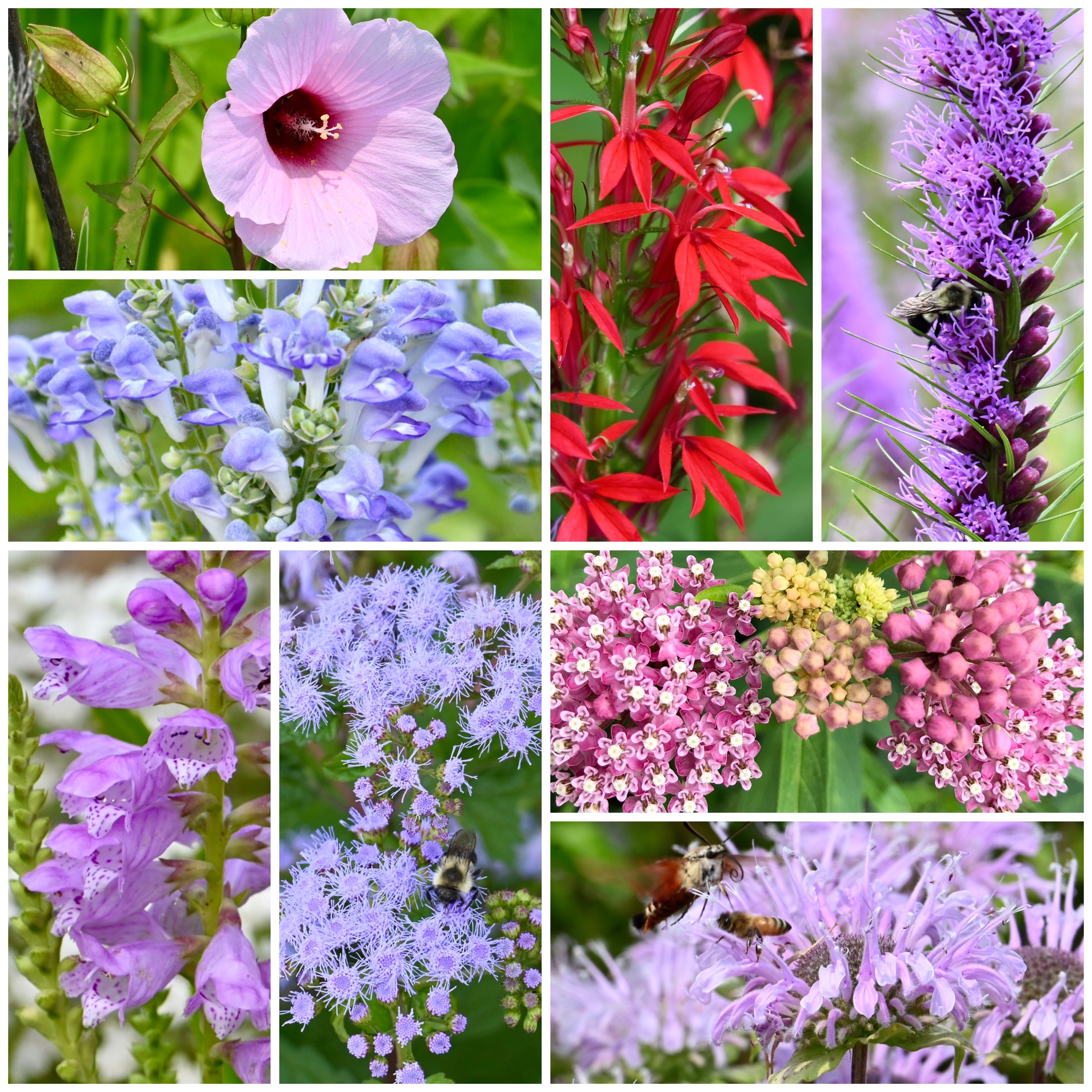 Hummingbird Wetland Seed Pack Bundle — Native Plants Unlimited LLC