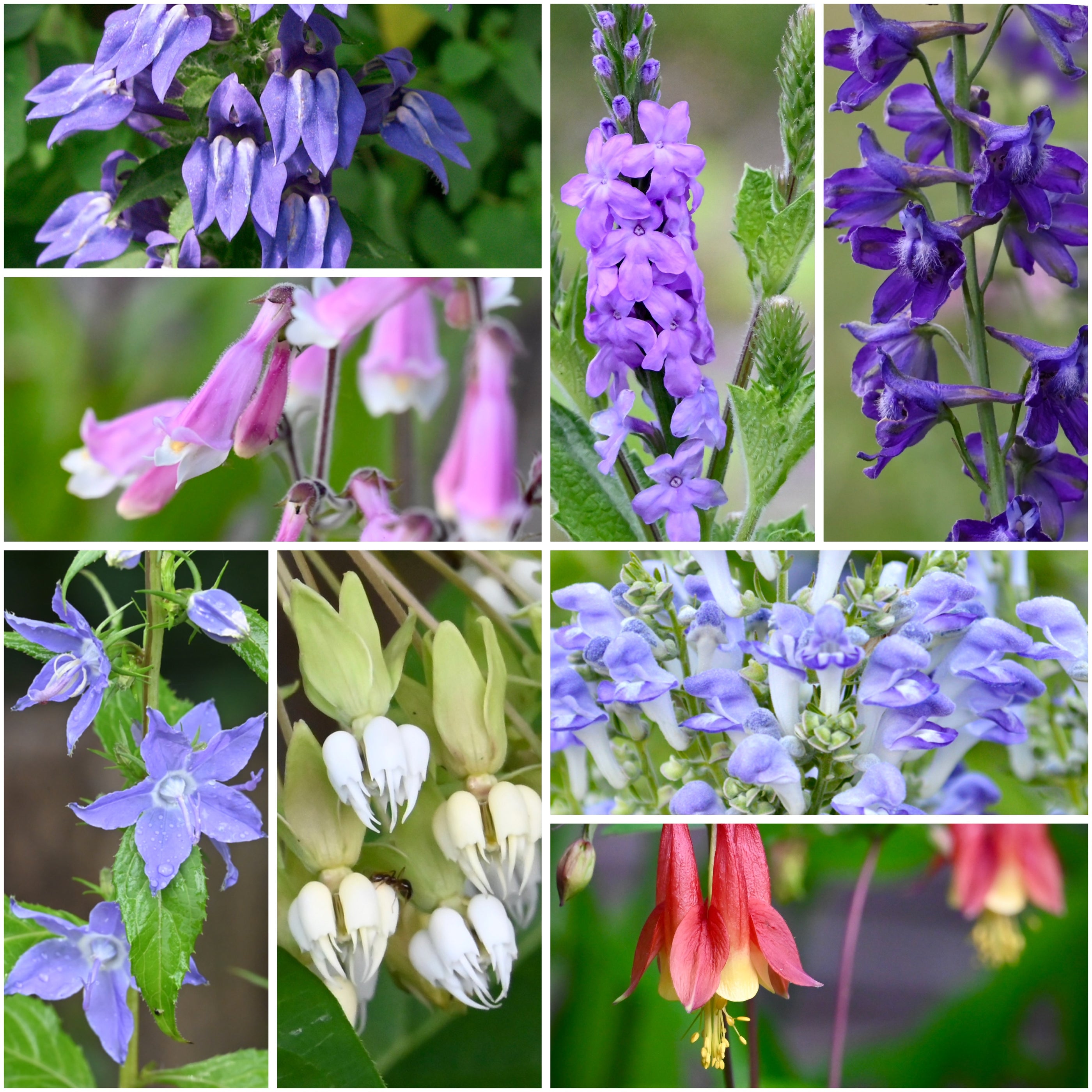 Hummingbird Part Shade Seed Pack Bundle — Native Plants Unlimited LLC