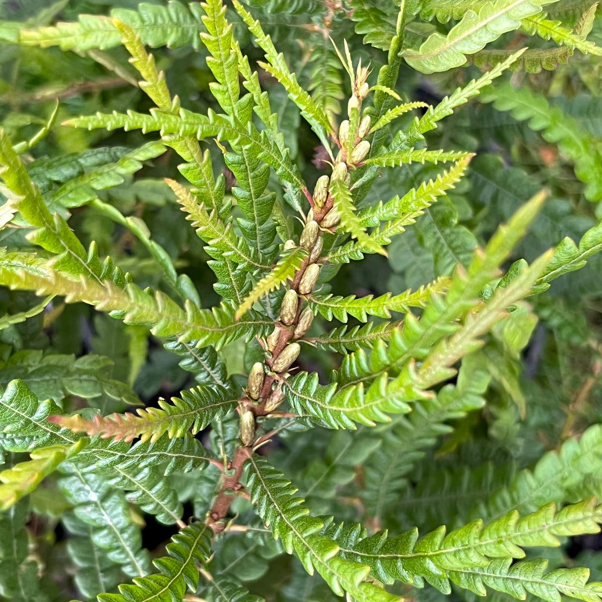Sweet Fern (Comptonia peregrina) — Native Plants Unlimited LLC