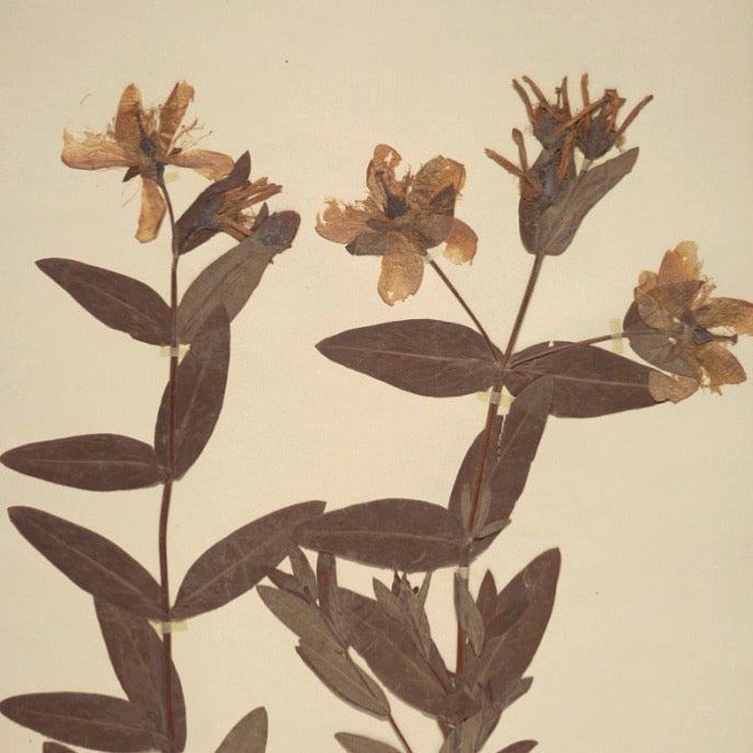 Great St. John’s Wort (Hypericum pyramidatum) — Native Plants Unlimited LLC