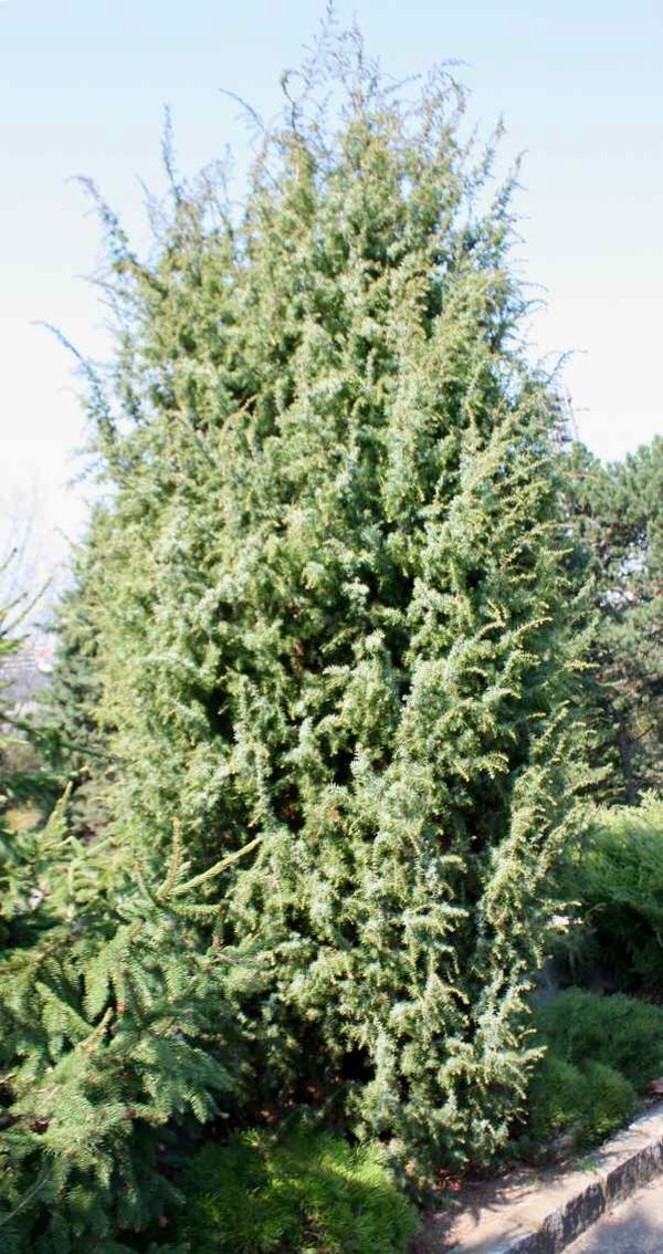 Common Juniper (Juniperus communis) — Native Plants Unlimited LLC