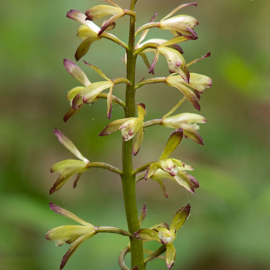Putty Root Orchid (Aplectrum hyemale) BARE ROOT — Native Plants ...