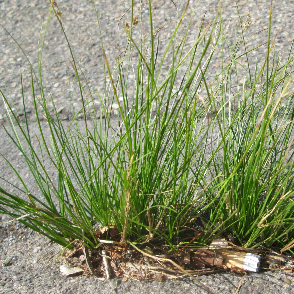 Pathrush (Juncus tenuis) — Native Plants Unlimited LLC