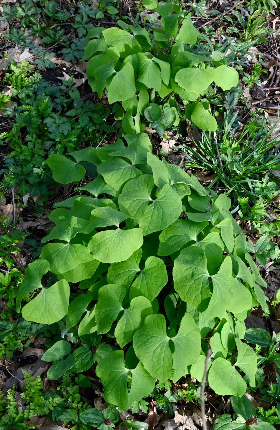 Twinleaf (Jeffersonia diphylla) BARE ROOT — Native Plants Unlimited LLC