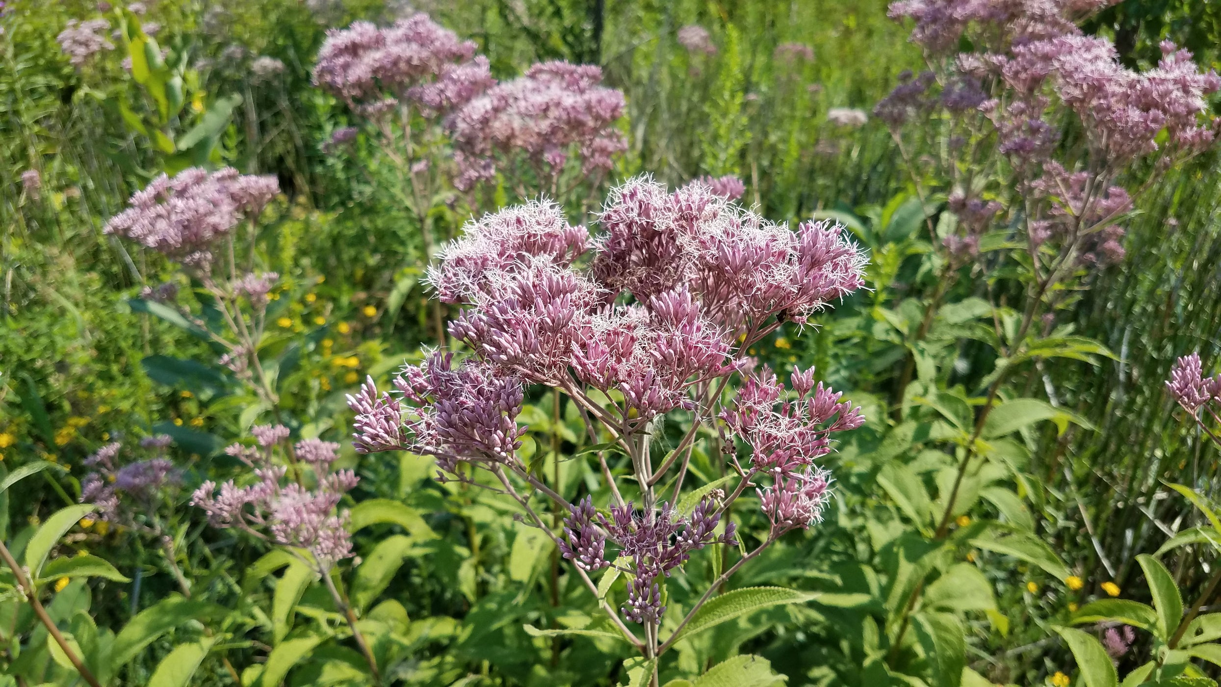 Spotted Joe-pye Weed (Eutrochium maculatum) 2x2x3" Pot — Native Plants ...