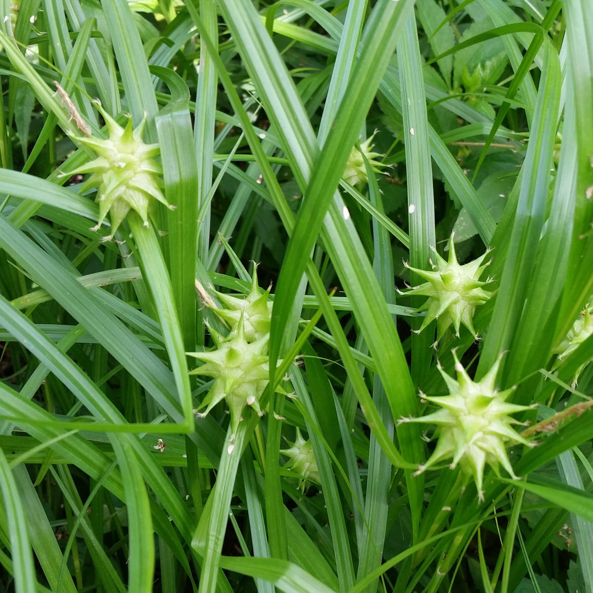 Burr Sedge (Carex grayi) 1 GAL — Native Plants Unlimited LLC