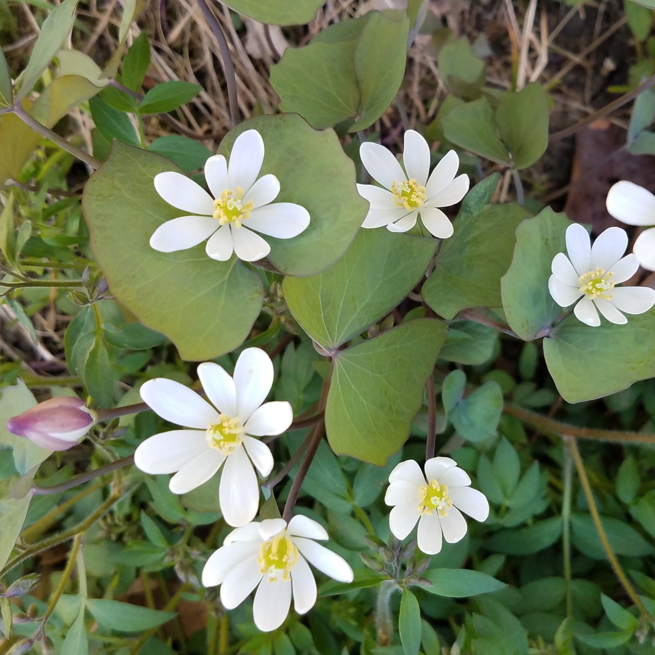 Twinleaf (Jeffersonia diphylla) BARE ROOT — Native Plants Unlimited LLC