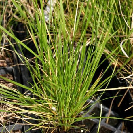 Tufted Hair Grass (Deschampsia cespitosa) 2x2x3" Pot — Native Plants ...