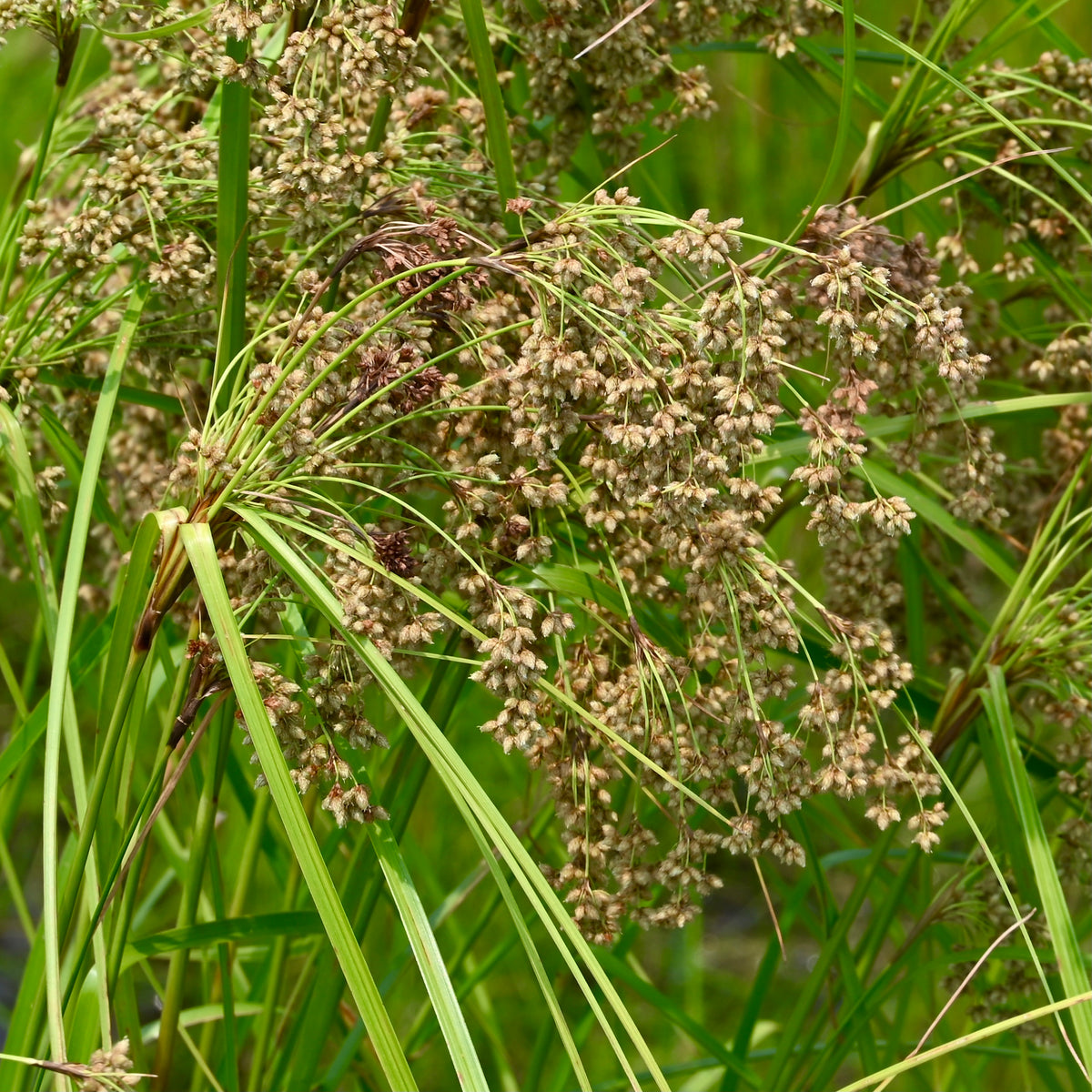Wool Grass (Scirpus cyperinus) 2x2x3" Pot — Native Plants Unlimited LLC