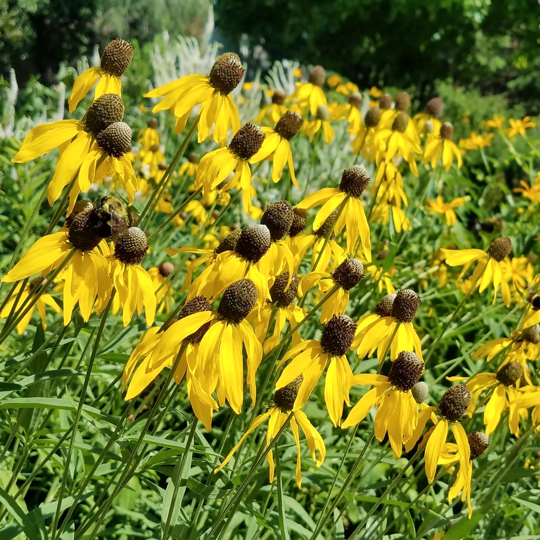 Yellow Coneflower (Ratibida pinnata) 1 GAL — Native Plants Unlimited LLC