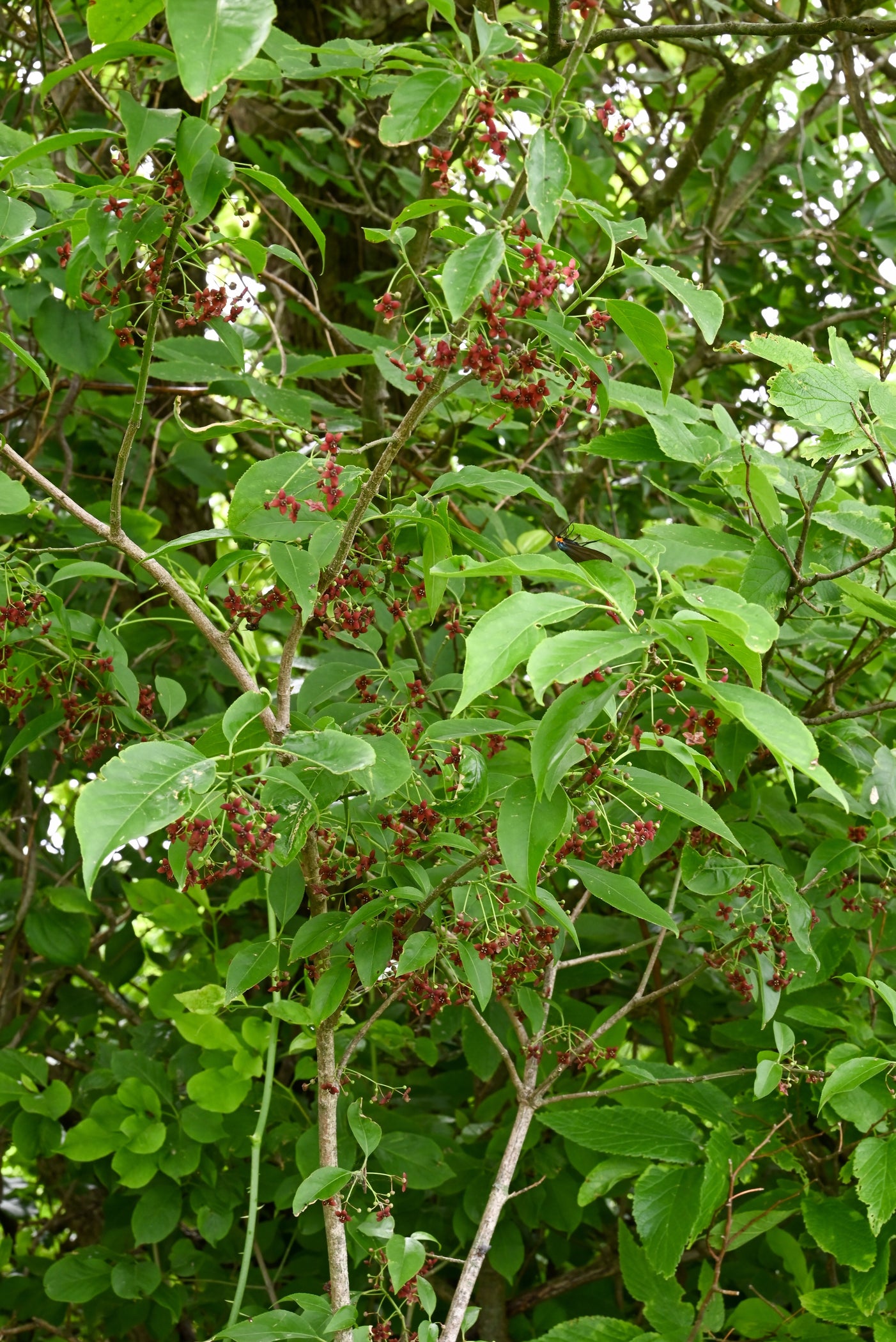 Eastern Wahoo (Euonymus atropurpureus) — Native Plants Unlimited LLC