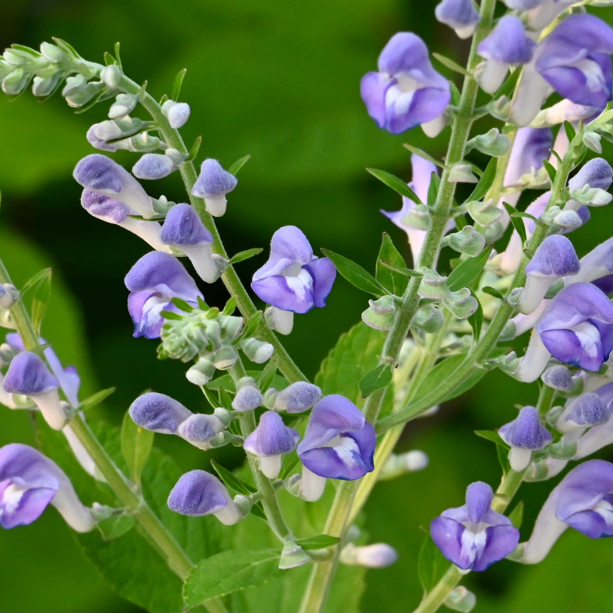 Downy Skullcap (Scutellaria incana) — Native Plants Unlimited LLC