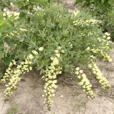 Cream False Indigo (Baptisia bracteata) — Native Plants Unlimited LLC