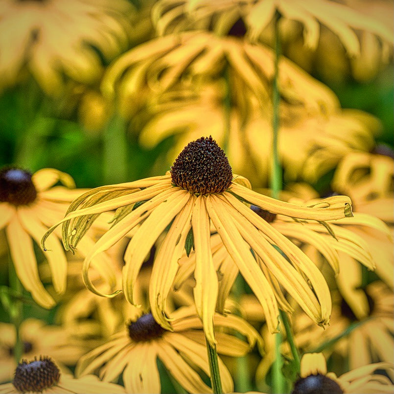 Ozark Coneflower (Echinacea paradoxa) — Native Plants Unlimited LLC