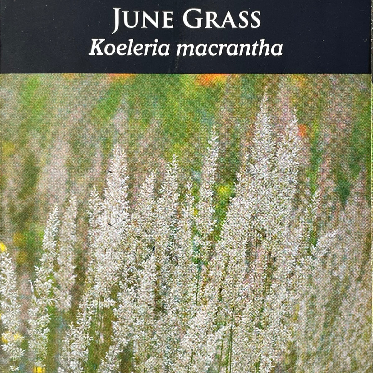 Seed Pack - June Grass (Koeleria macrantha) — Native Plants Unlimited LLC