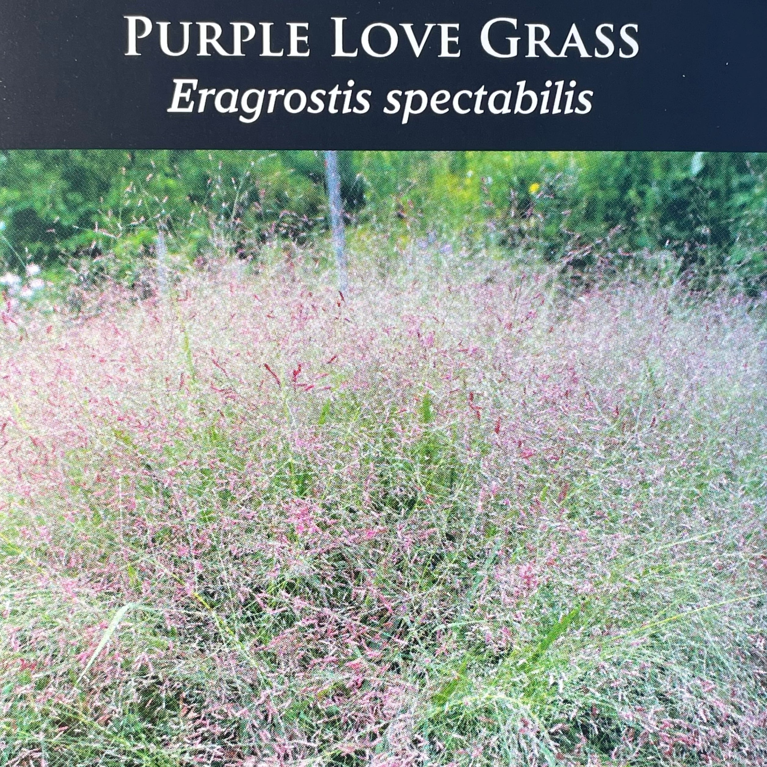 Seed Pack - Purple Lovegrass (Eragrostis spectabilis) — Native Plants ...
