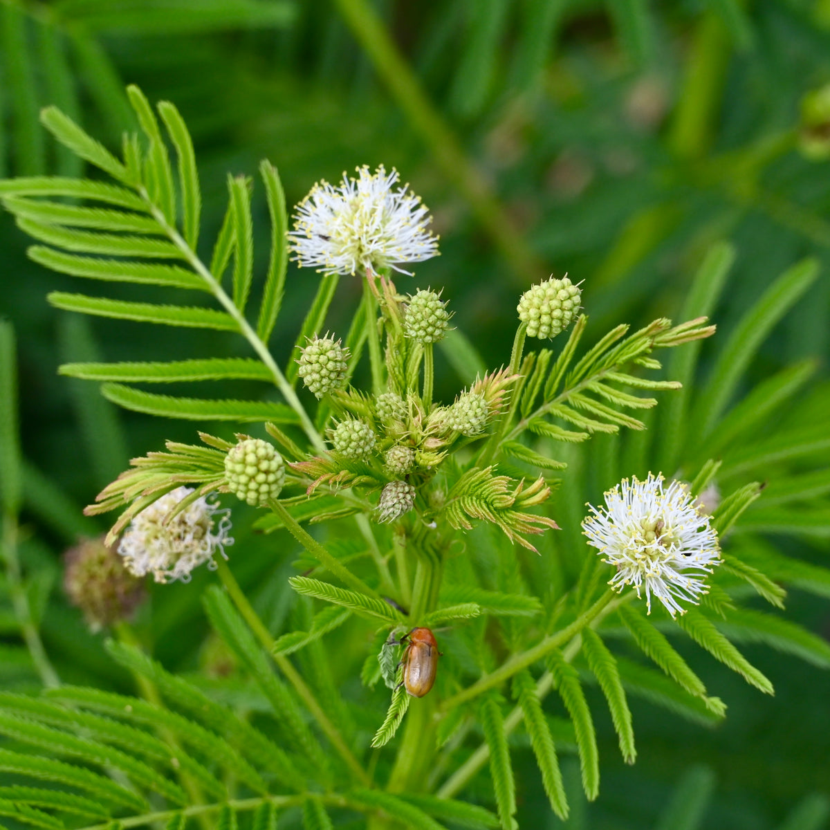 Illinois Bundleflower (Desmanthus illinoensis) — Native Plants ...