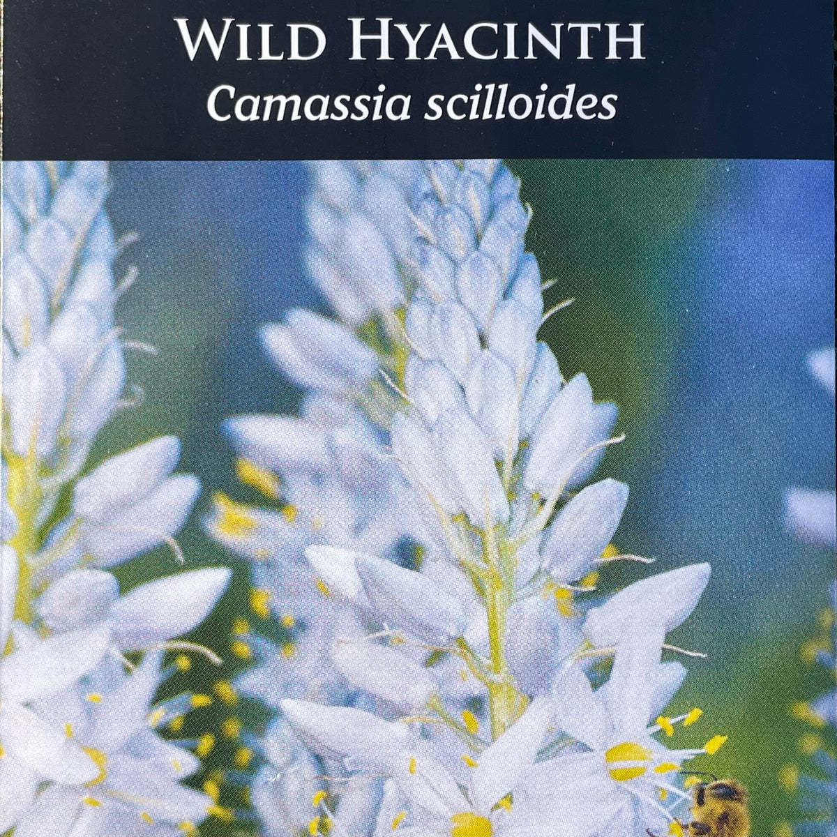 Seed Pack - Wild Hyacinth (Camassia scilloides) — Native Plants ...