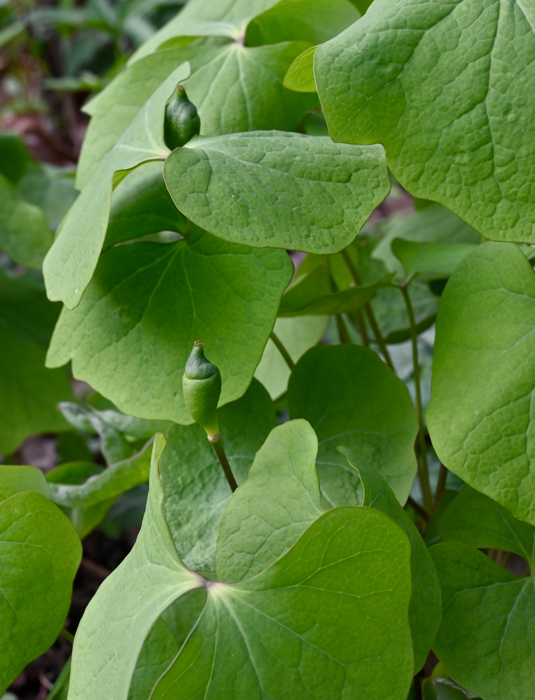 Twinleaf (Jeffersonia diphylla) BARE ROOT — Native Plants Unlimited LLC