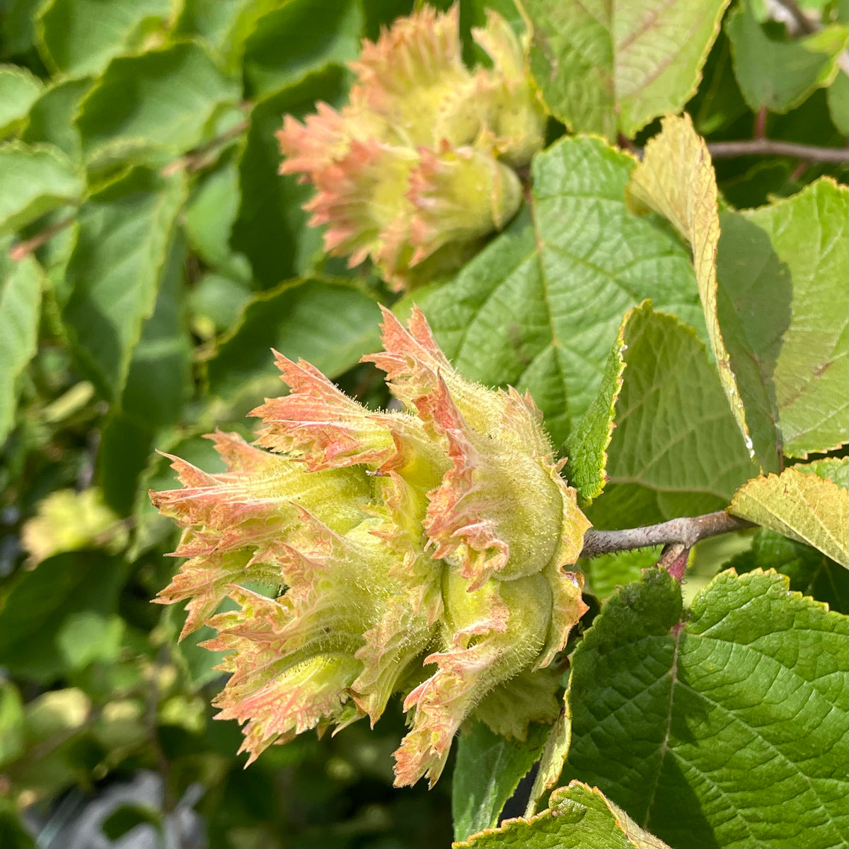 American Hazelnut (Corylus americana) — Native Plants Unlimited LLC
