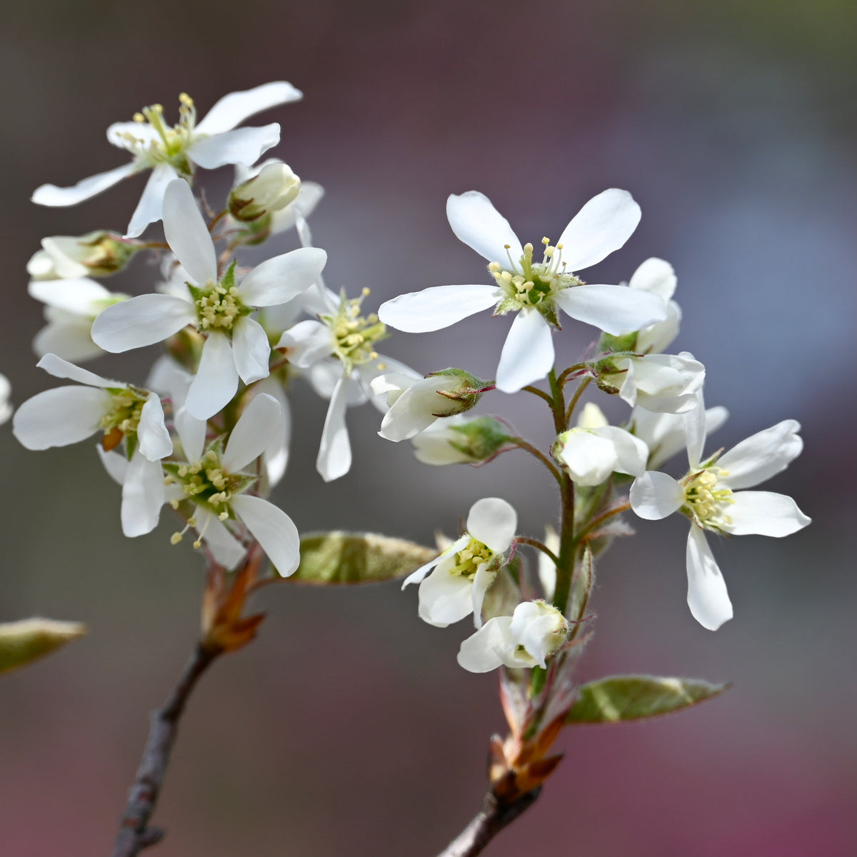 Downy Serviceberry (Amelanchier arborea) — Native Plants Unlimited LLC