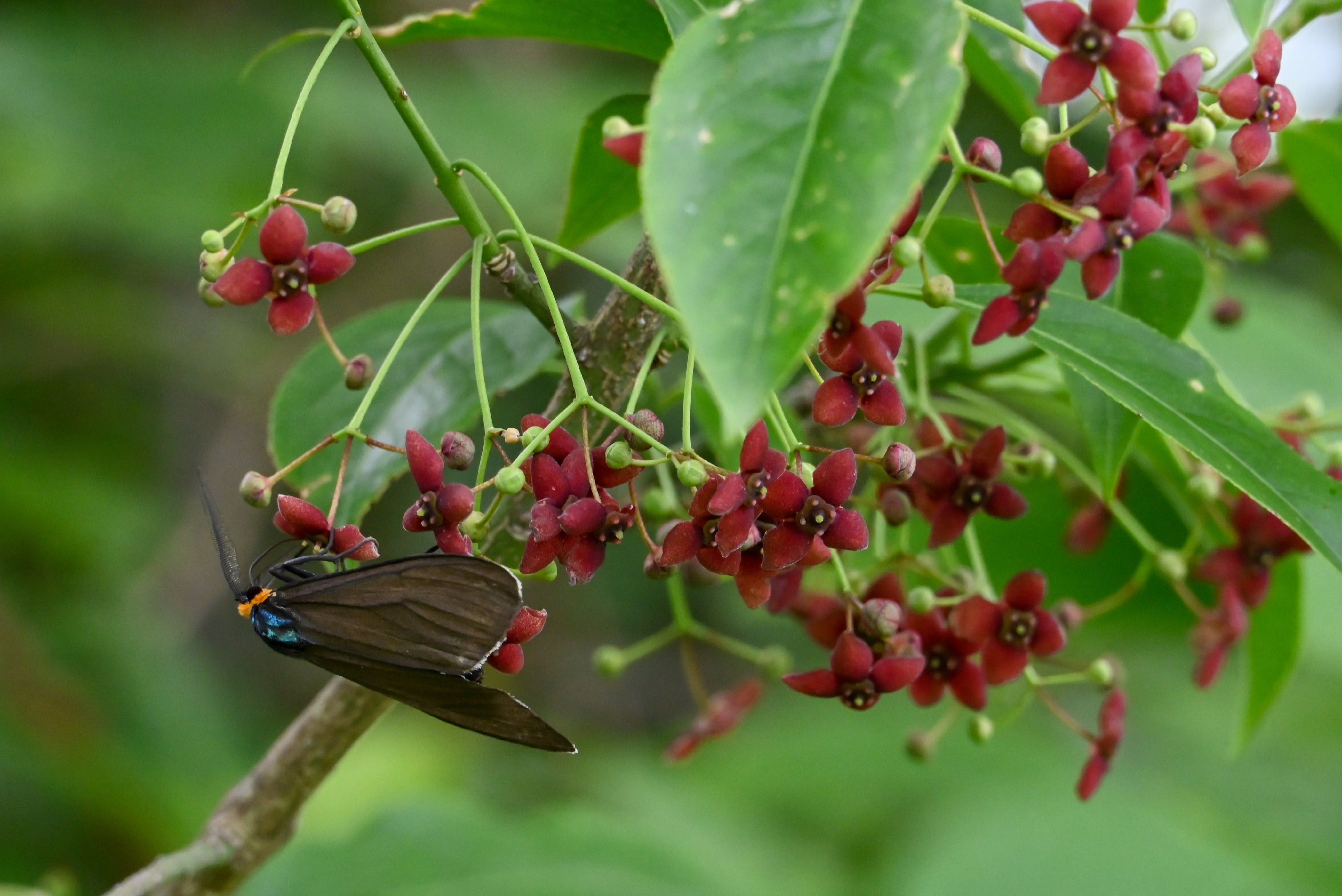 Eastern Wahoo (Euonymus atropurpureus) — Native Plants Unlimited LLC