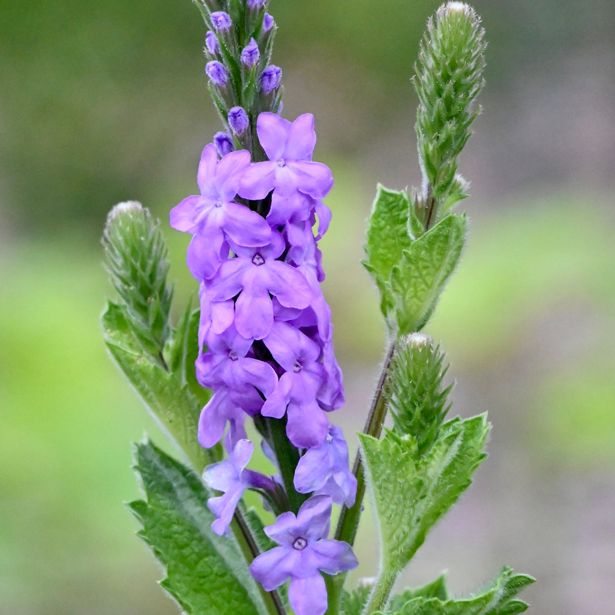 Hoary Vervain (Verbena stricta) — Native Plants Unlimited LLC