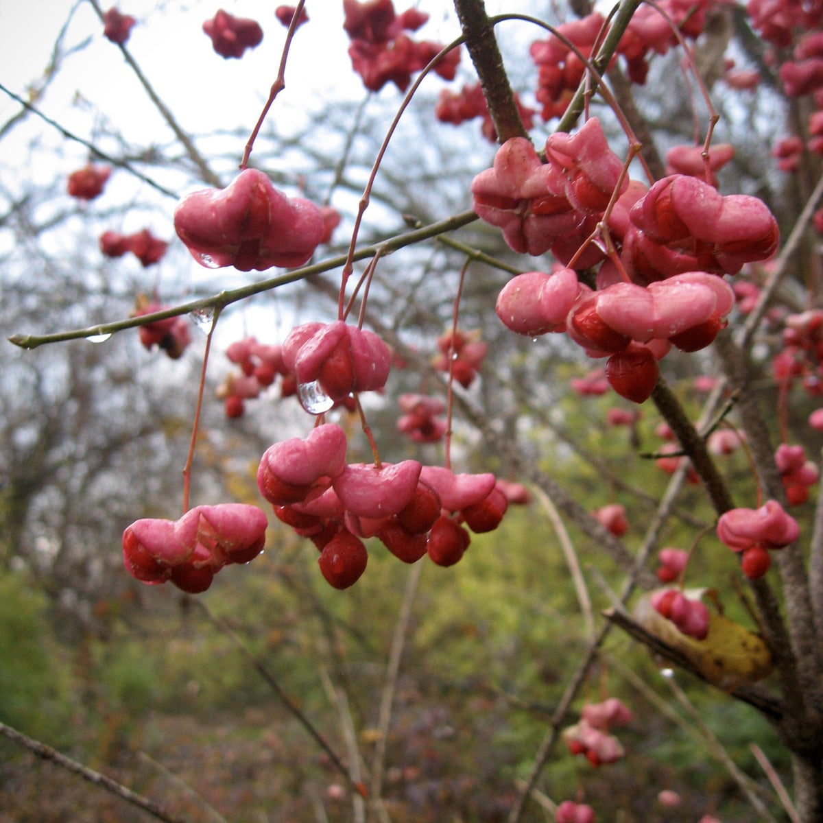 Eastern Wahoo (Euonymus atropurpureus) — Native Plants Unlimited LLC