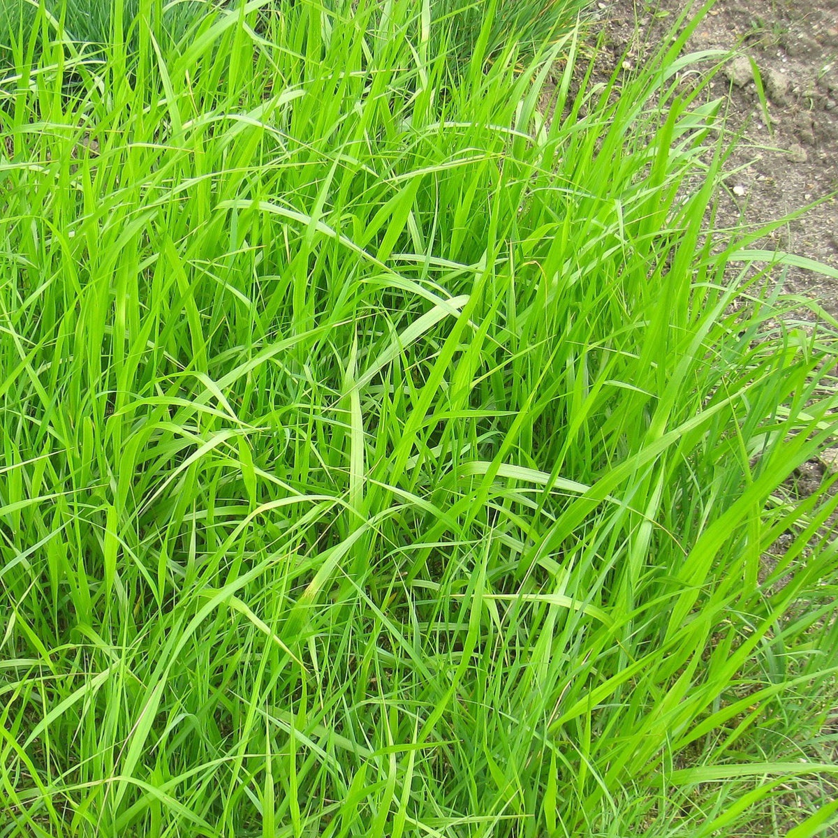 Beak Grass (Diarrhena obovata) 2x2x3" Pot — Native Plants Unlimited LLC