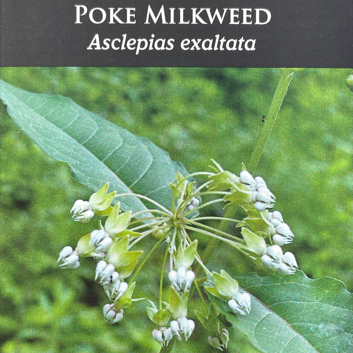 Seed Pack - Poke Milkweed (Asclepias exaltata) — Native Plants ...