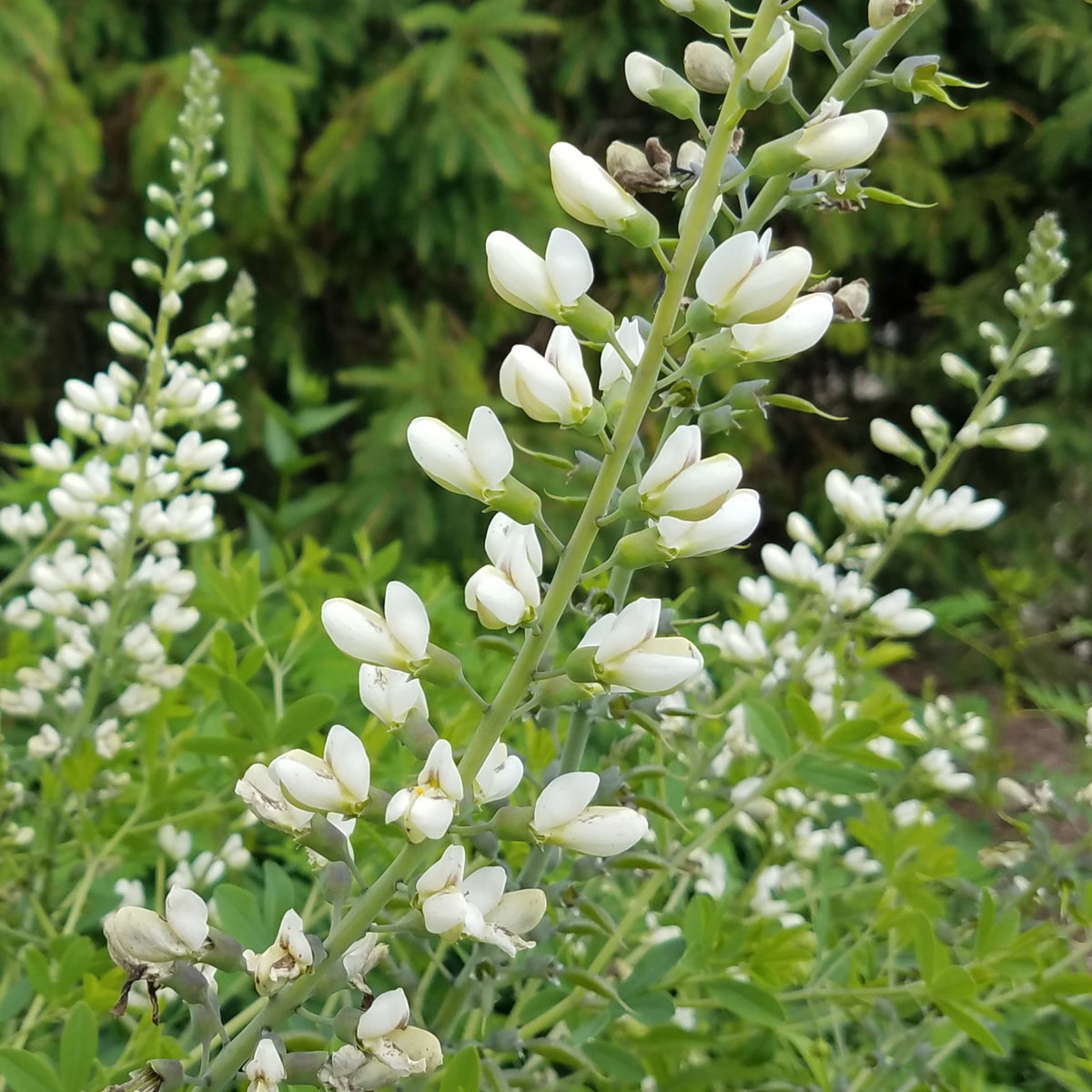 White False Indigo (Baptisia alba) 2x2x3" Pot — Native Plants Unlimited LLC