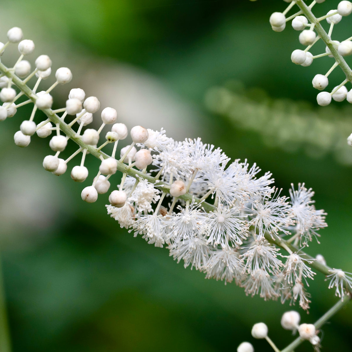 Black Cohosh (Actaea racemosa) BARE ROOT — Native Plants Unlimited LLC