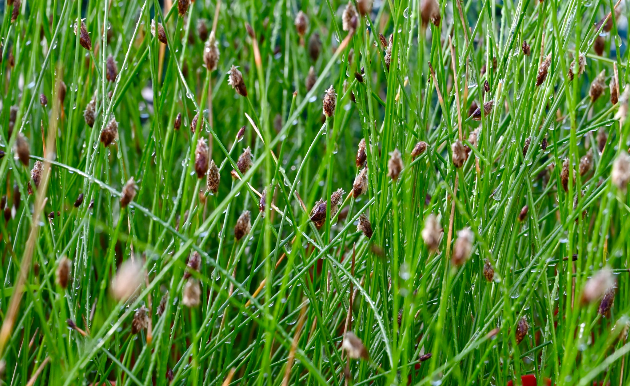 Grasses/Sedges/Rushes — Native Plants Unlimited LLC