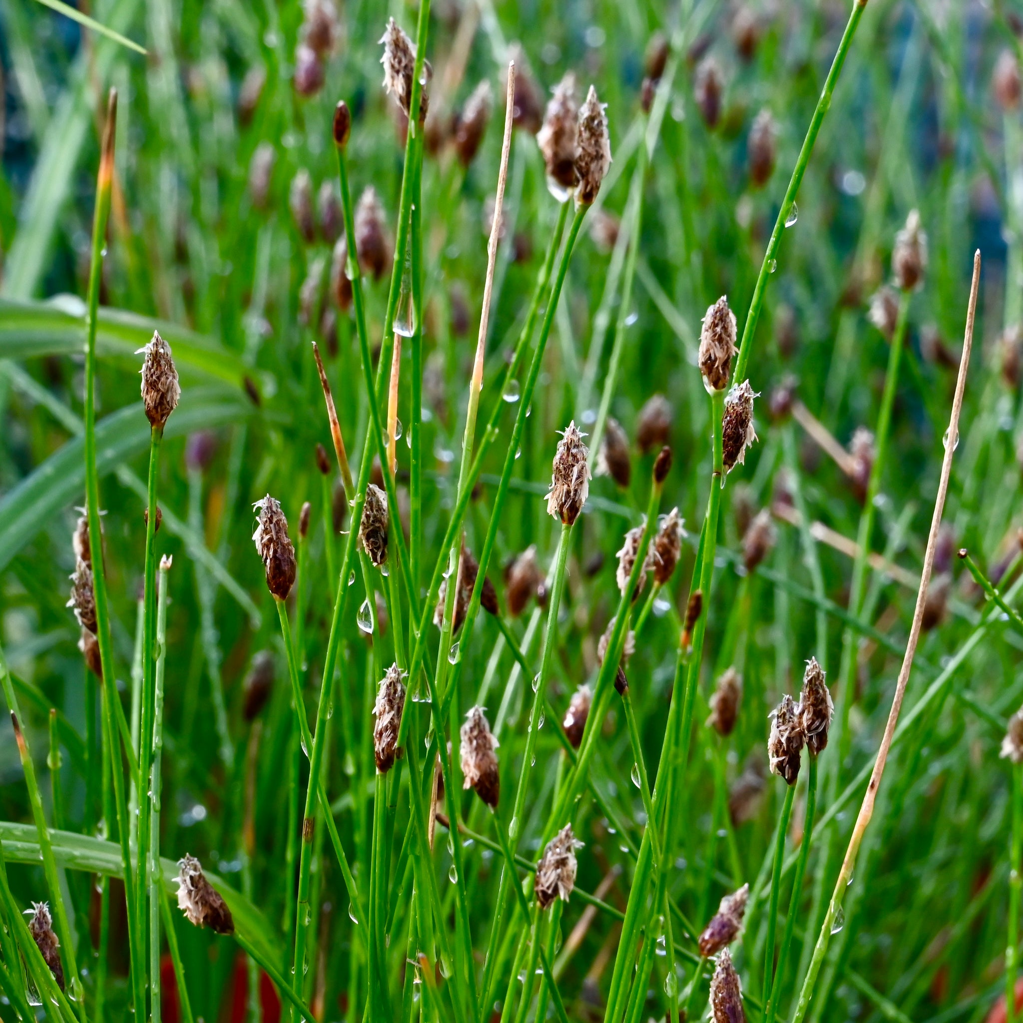 Grasses/Sedges/Rushes — Native Plants Unlimited LLC