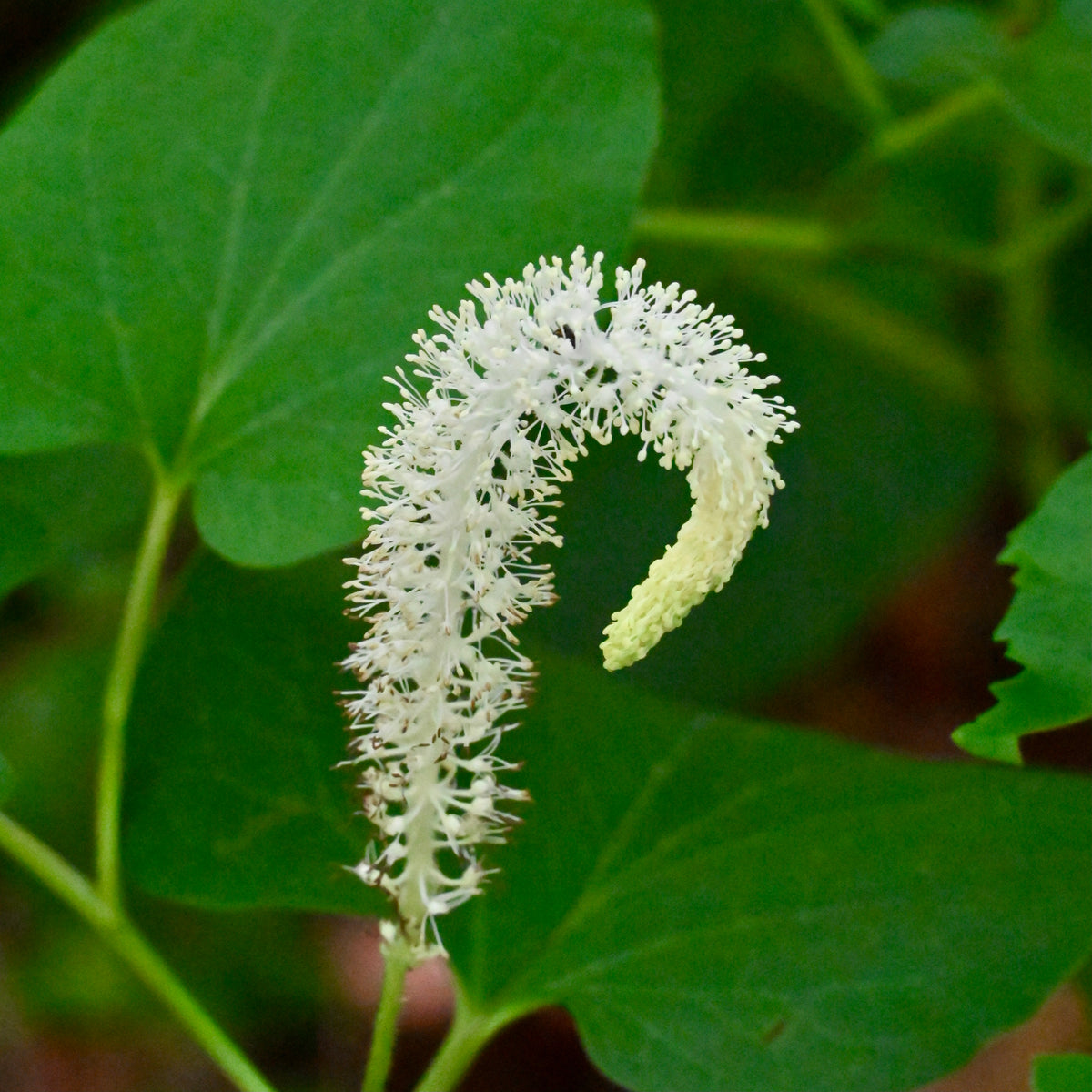 Lizard's Tail (Saururus cernuus) BARE ROOT — Native Plants Unlimited LLC