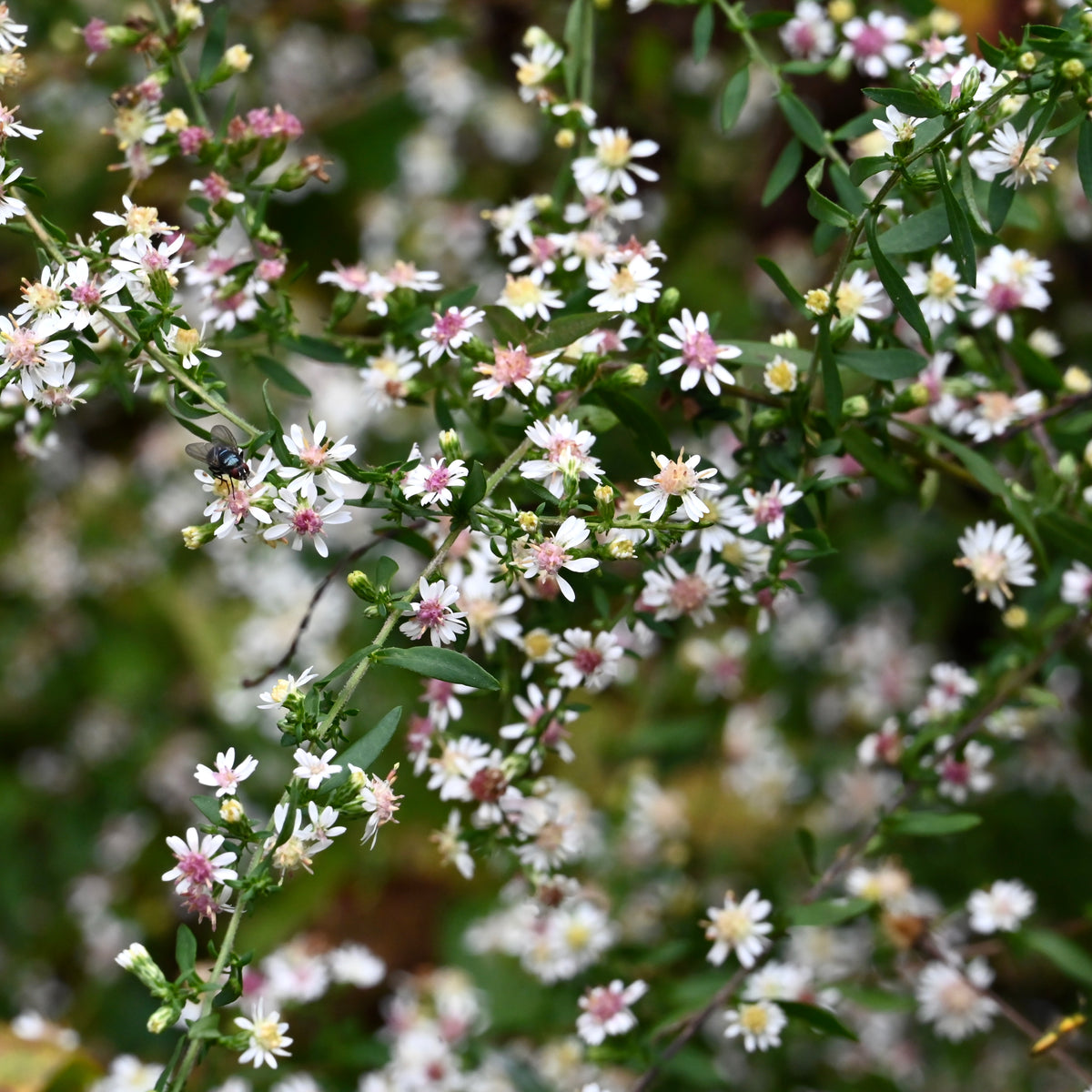 Calico Aster (Symphyotrichum lateriflorum) 2x2x3" Pot — Native Plants ...