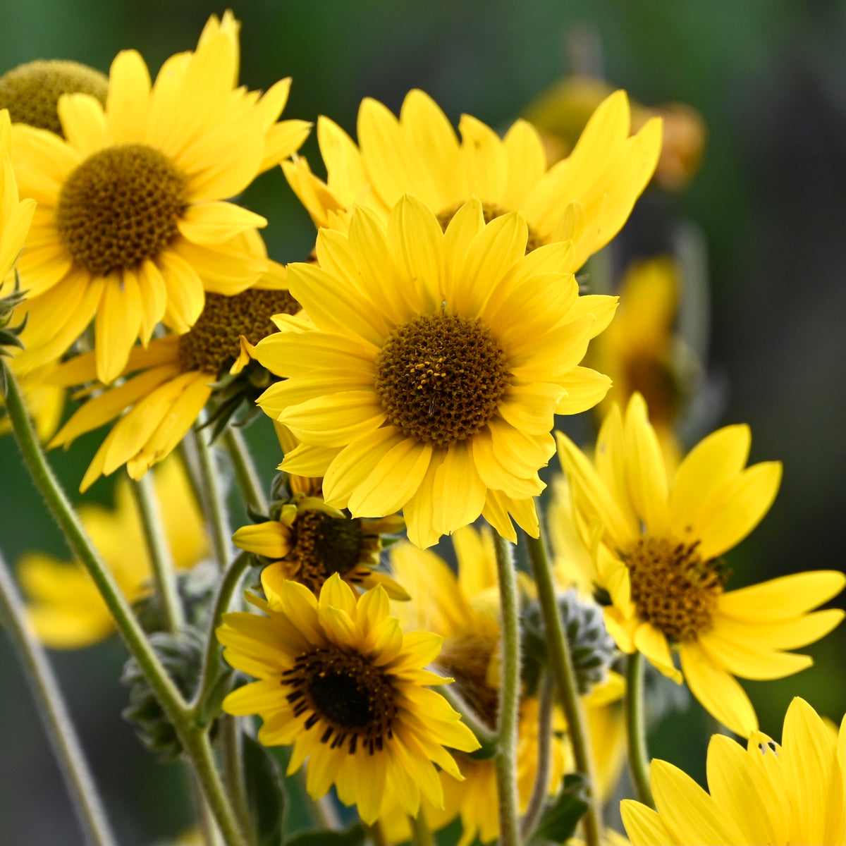 Downy Sunflower (Helianthus mollis) 2x2x3" Pot — Native Plants ...