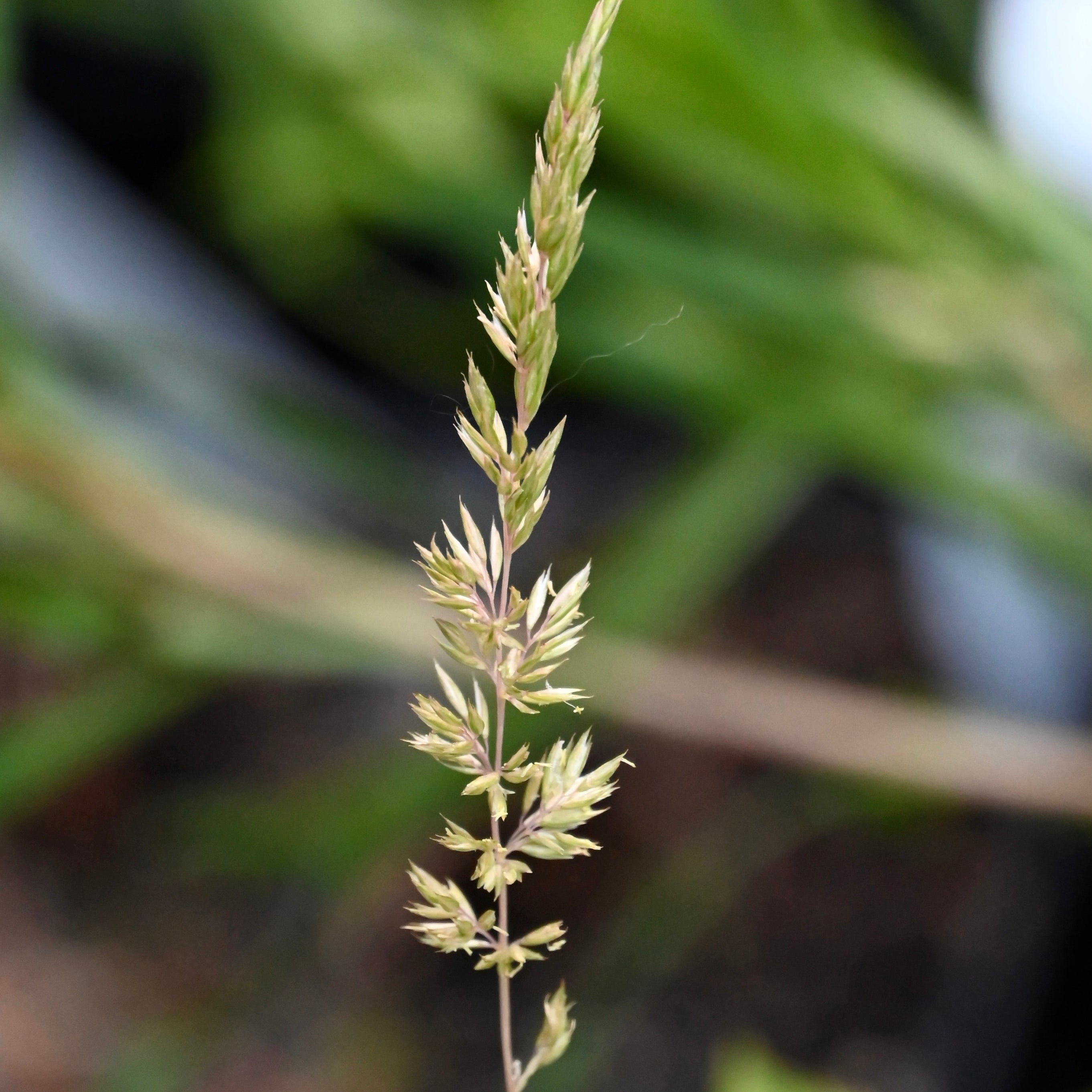 Seed Pack - June Grass (Koeleria macrantha) — Native Plants Unlimited LLC