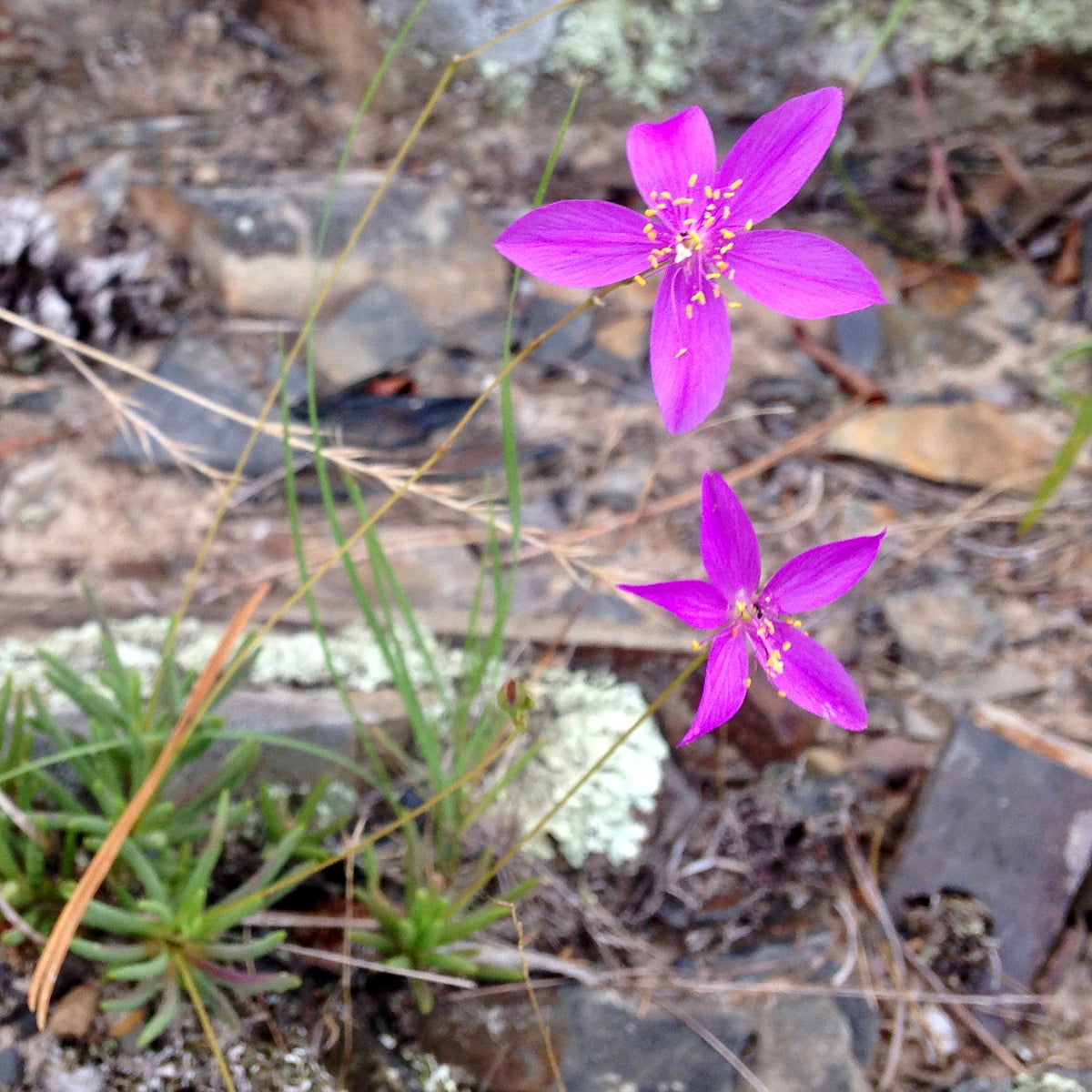 Rock Pink (Phemeranthus calycinus) — Native Plants Unlimited LLC