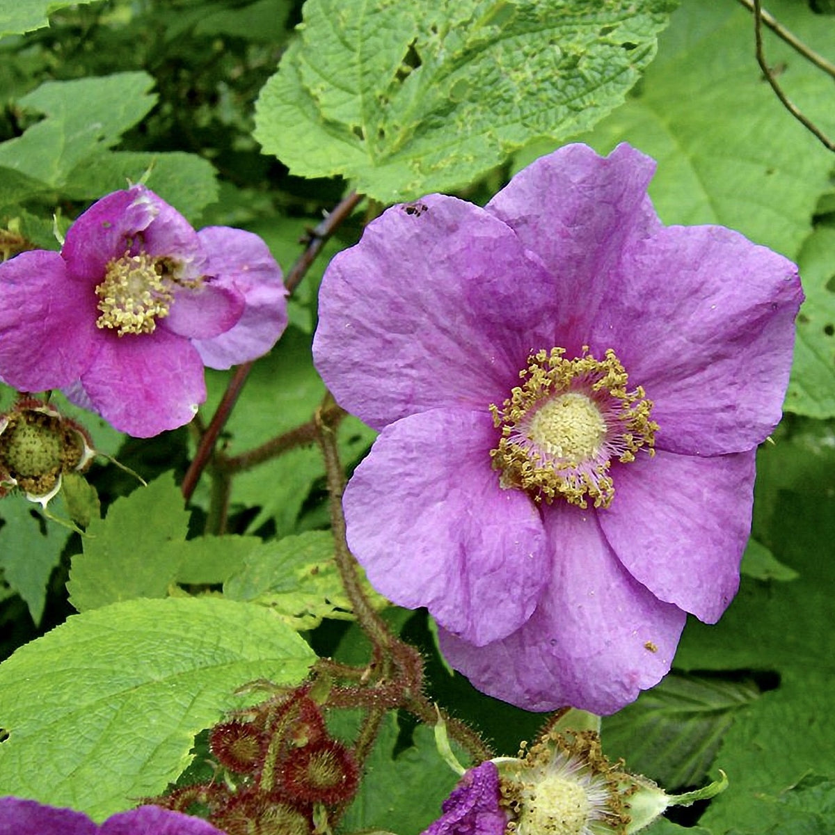 Purple Flowering Raspberry (Rubus odoratus) — Native Plants Unlimited LLC