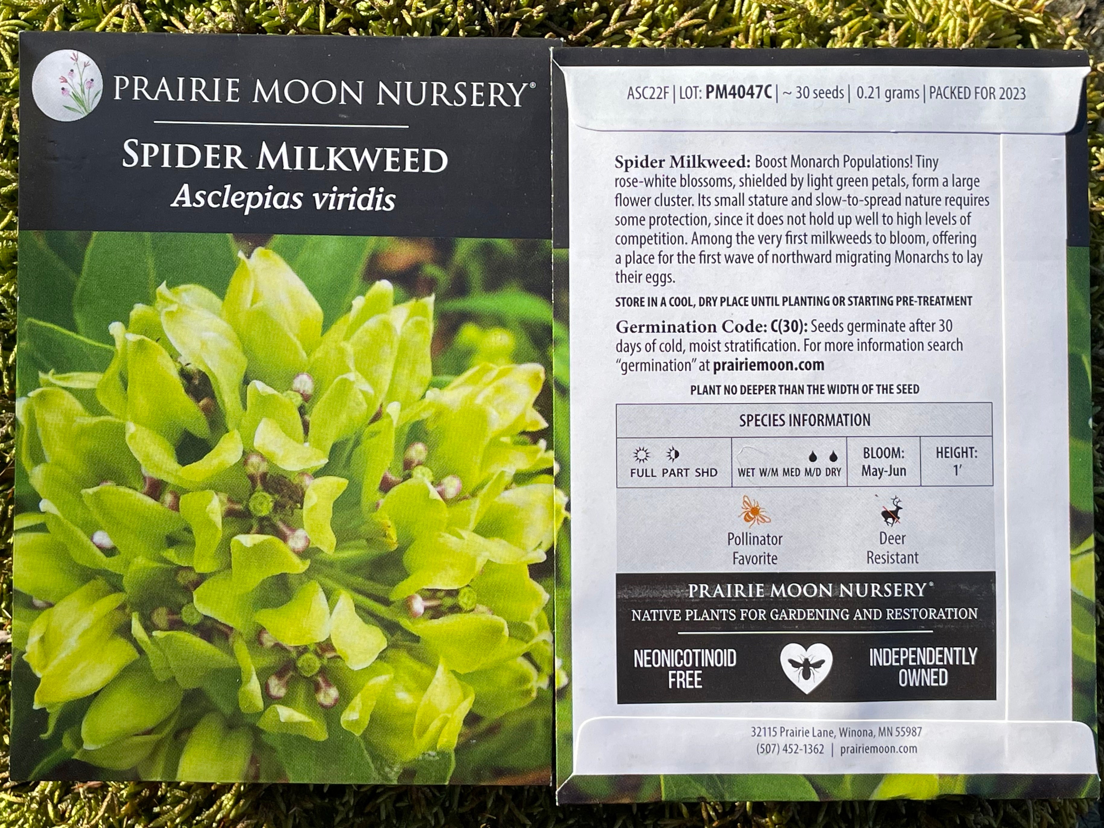 Seed Pack - Spider Milkweed (Asclepias viridis) — Native Plants ...
